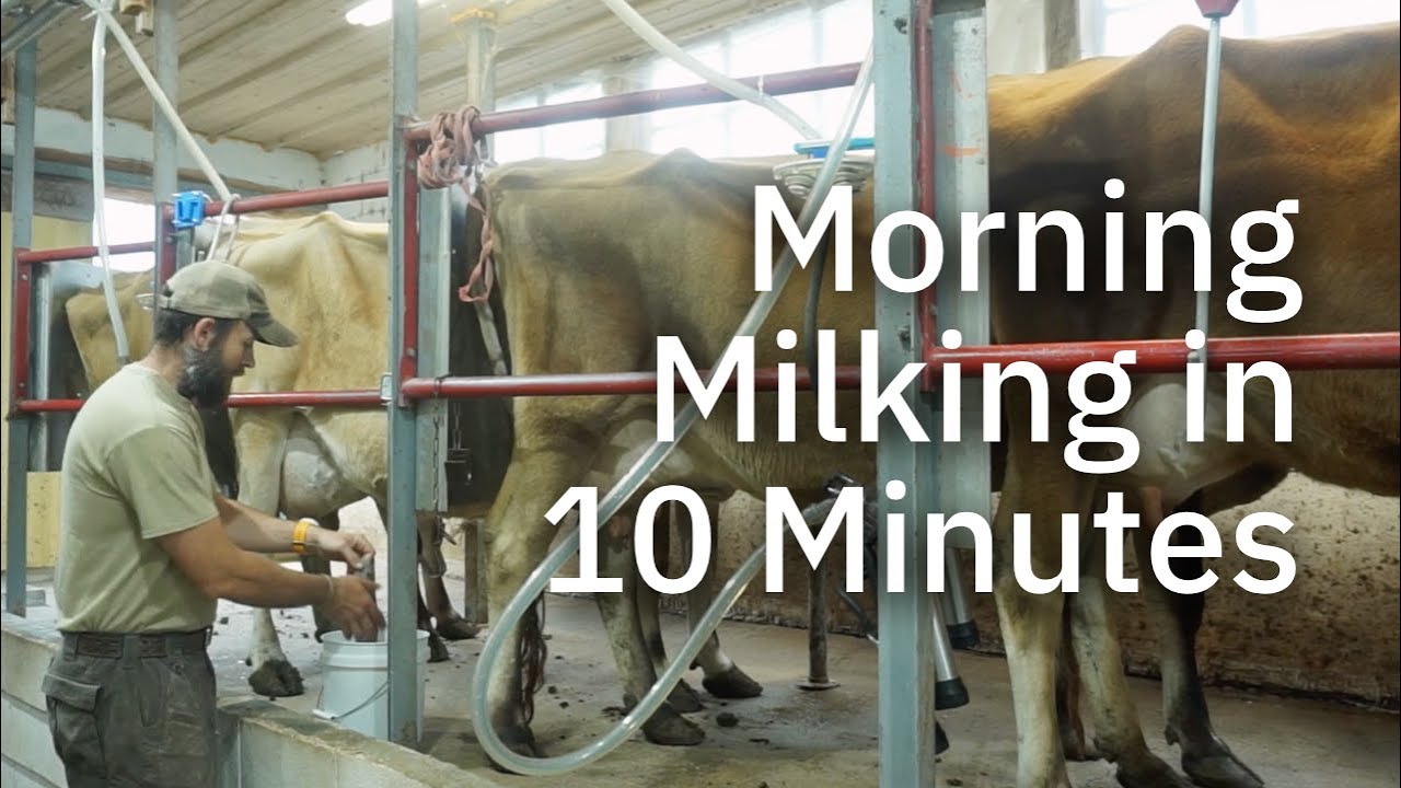 Morning Milking (10 Min Version) - Milk & Honey Hill Farm - YouTube