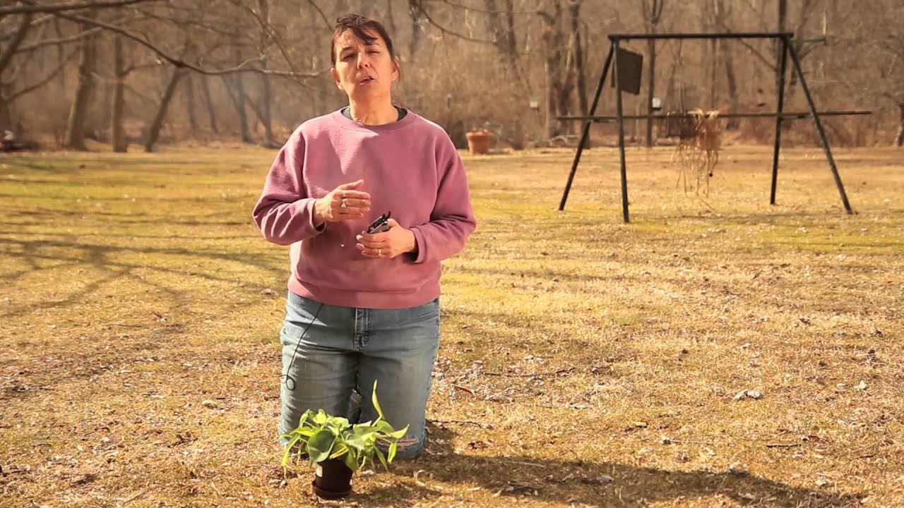 How to Prune a Philodendron : Pruning Tips - YouTube