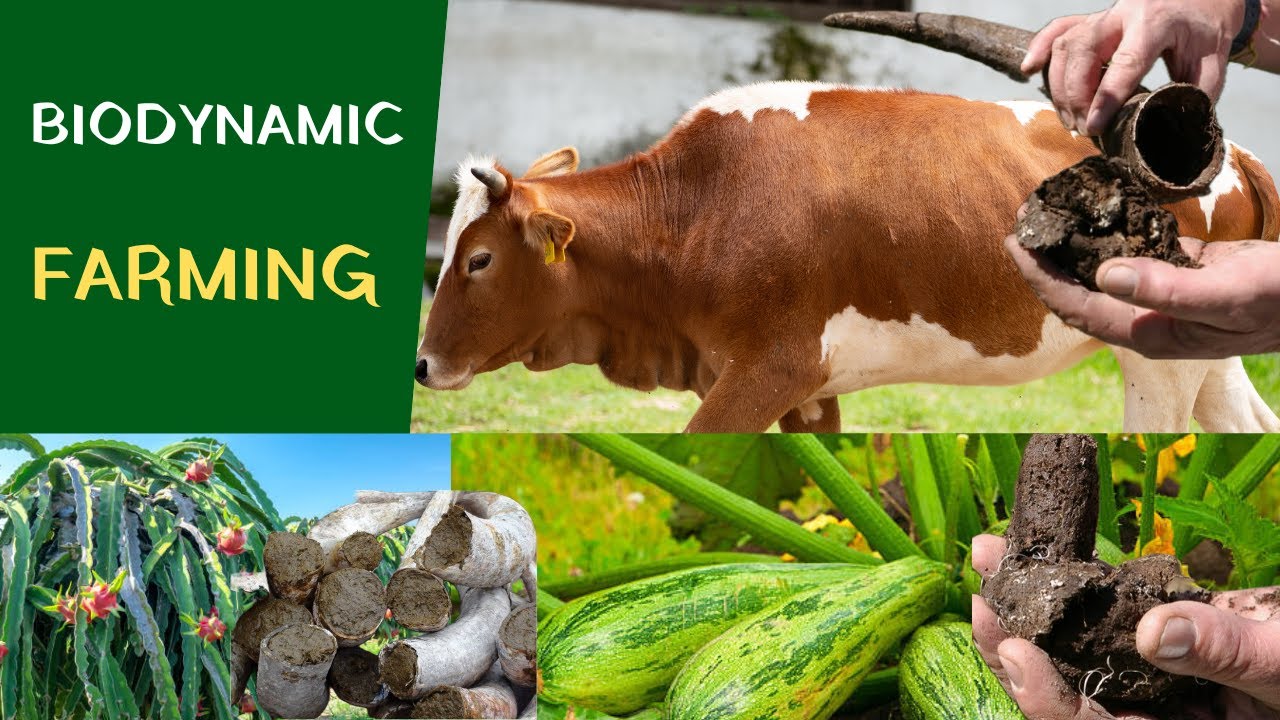 What Is Biodynamic Farming? || Biodynamic Agriculture || Biodynamic ...