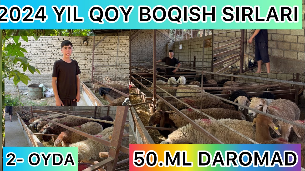 2-OYDA 50. ML DAROMAD 2024 QOY BOQISH SIRLARI OHRIGACHA KORING. +998-90 ...