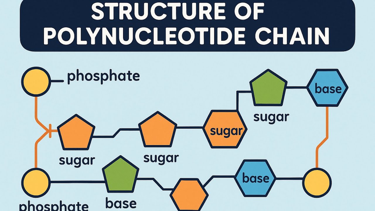 Structure of polynucleotide chain-6.1.1 #dna #nucleotide #nucleoside # ...