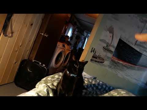 Good morning panther - YouTube