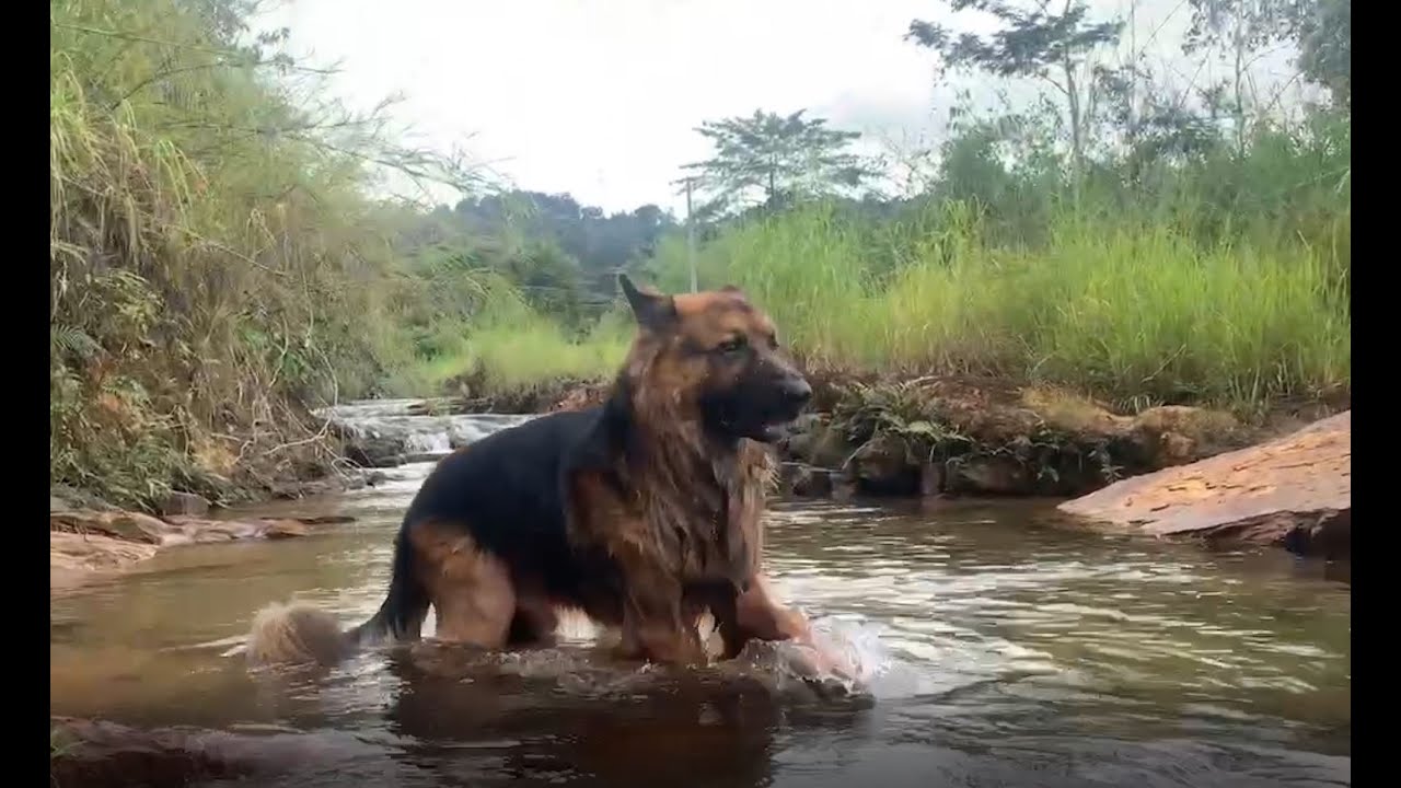 German shepherd enjoys natural hot spring - YouTube