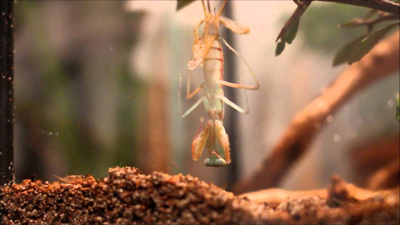 Rhombodera Basalis ( mantis ) moulting - Häutung einer Gottesanbeterin ...