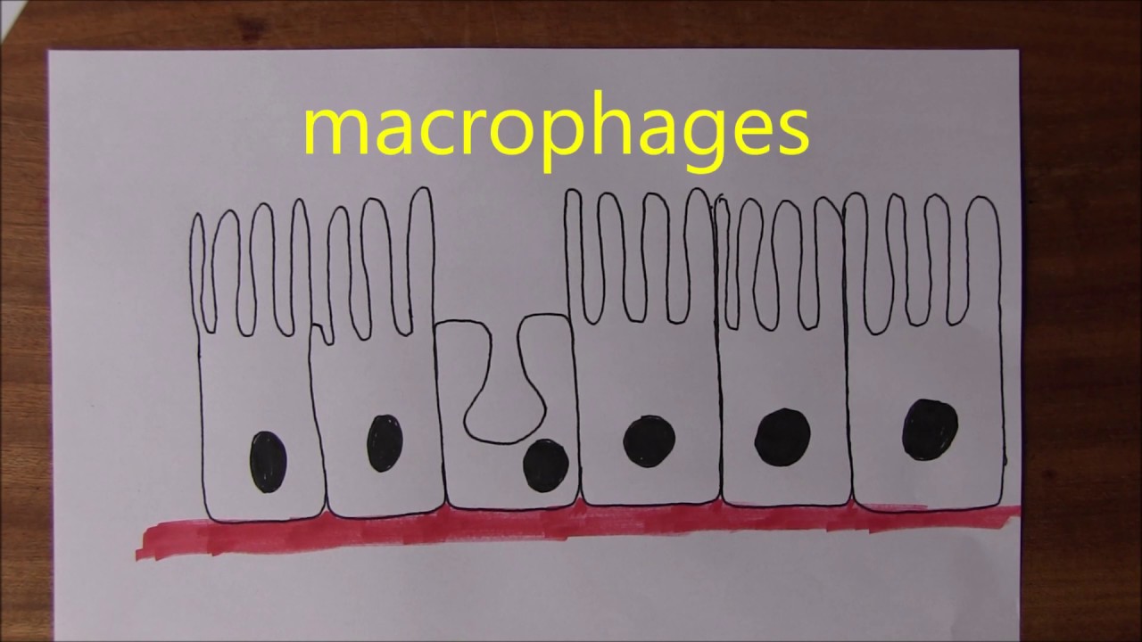 Respiratory System 10, Cilia and airway protection - YouTube