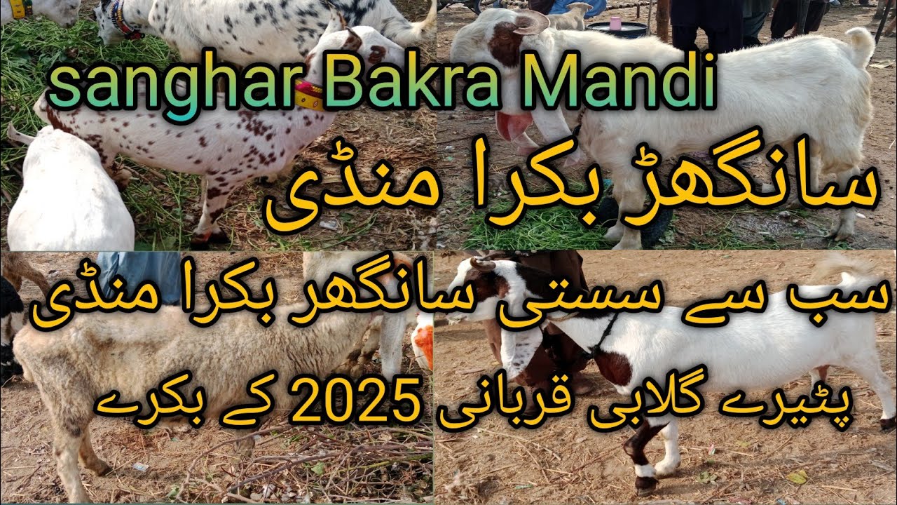 sanghar Bakra Mandi | latest new update | mix breed GOTS sasti Bakra ...