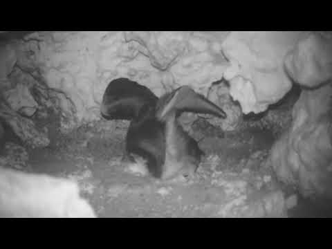 #NestWatch: It's incubation time | 3
