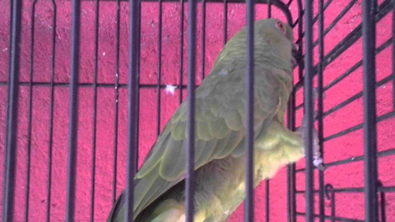 Perico llorando - YouTube