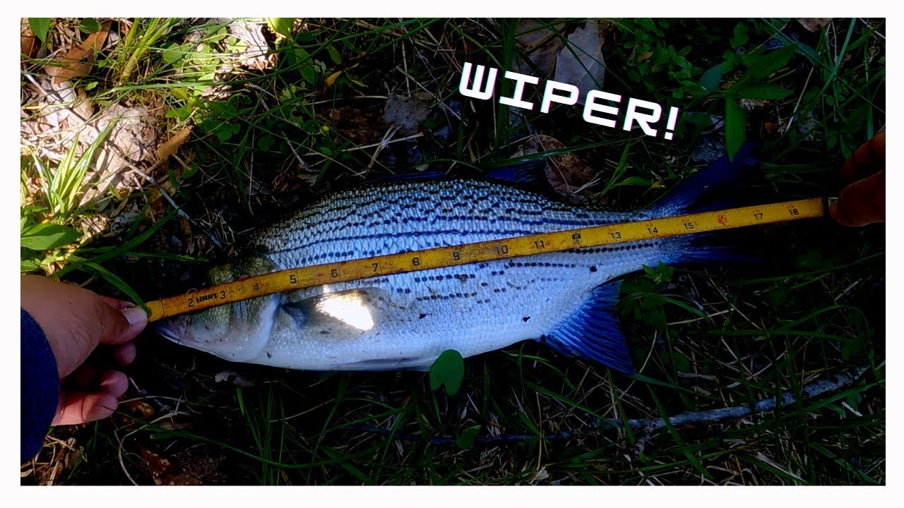 Spring Fishing caught some Walleye And Wipers - YouTube