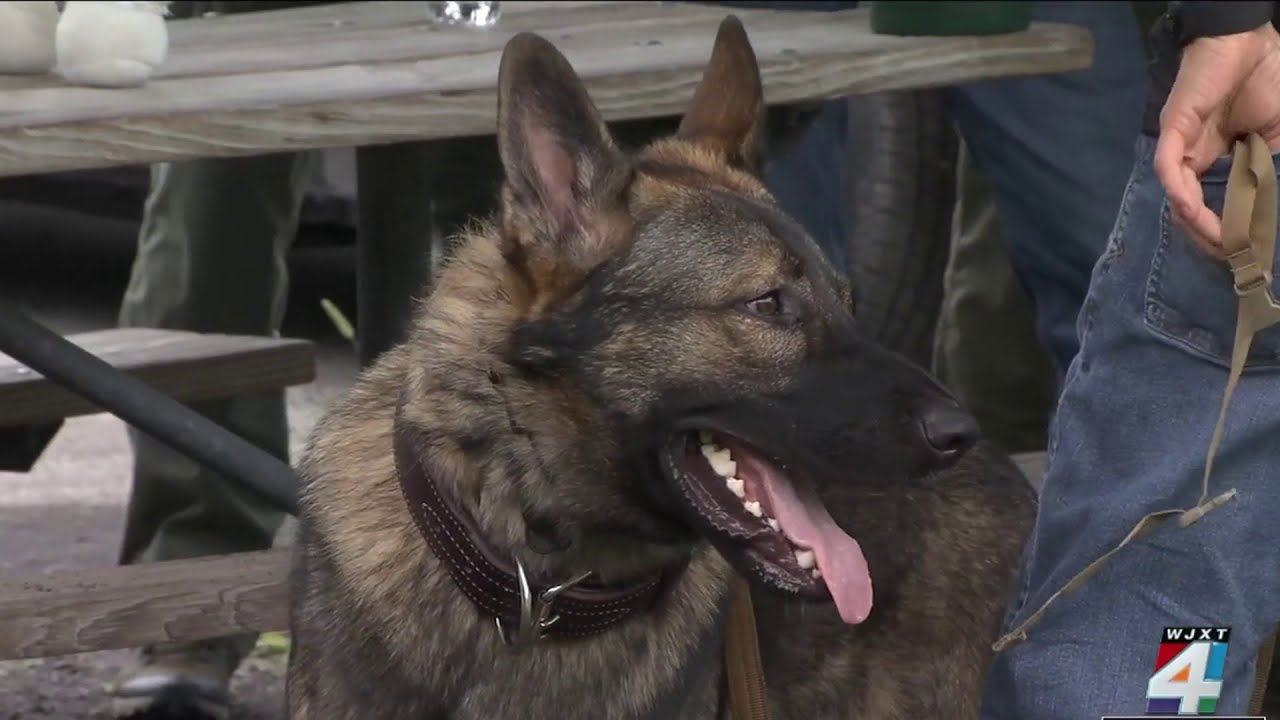 Police dogs get added protections in Florida - YouTube