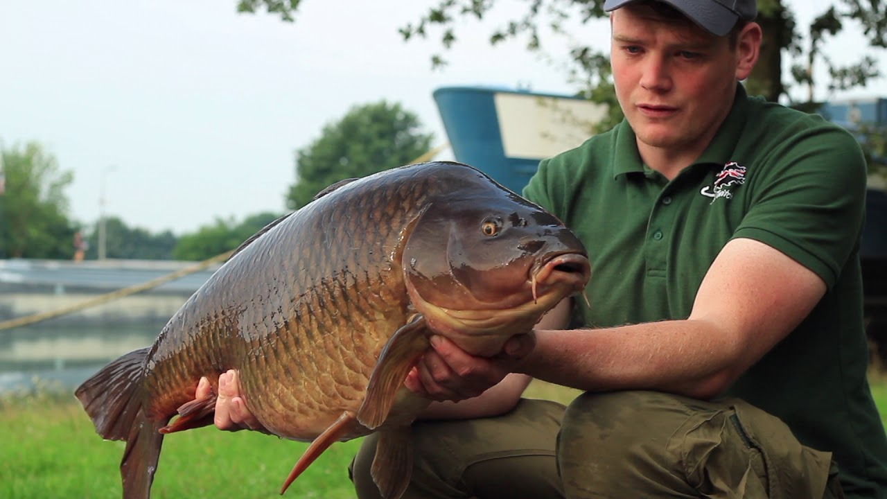 Dutch Canal Carp - YouTube