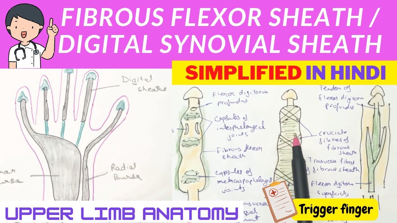 Fibrous Flexor Sheaths / Digital Synovial Sheaths | Anatomy | Hindi ...