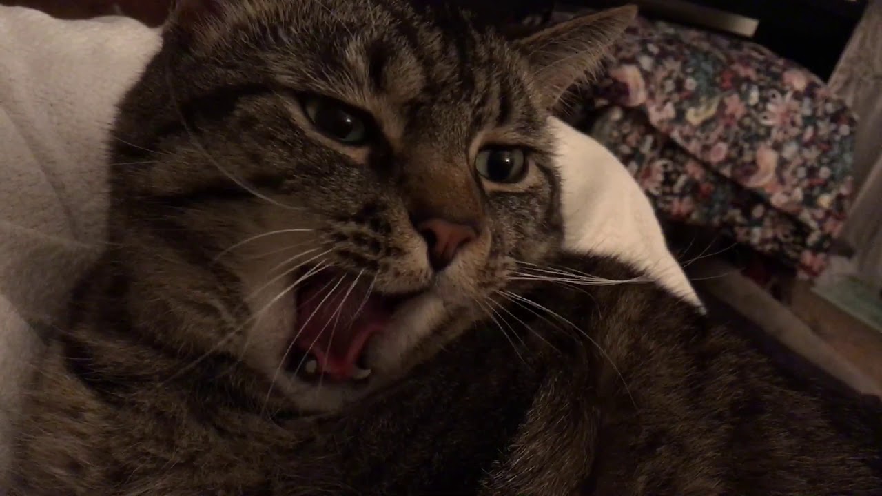 5 minutes of Tobias the cat grooming himself (ASMR) - YouTube