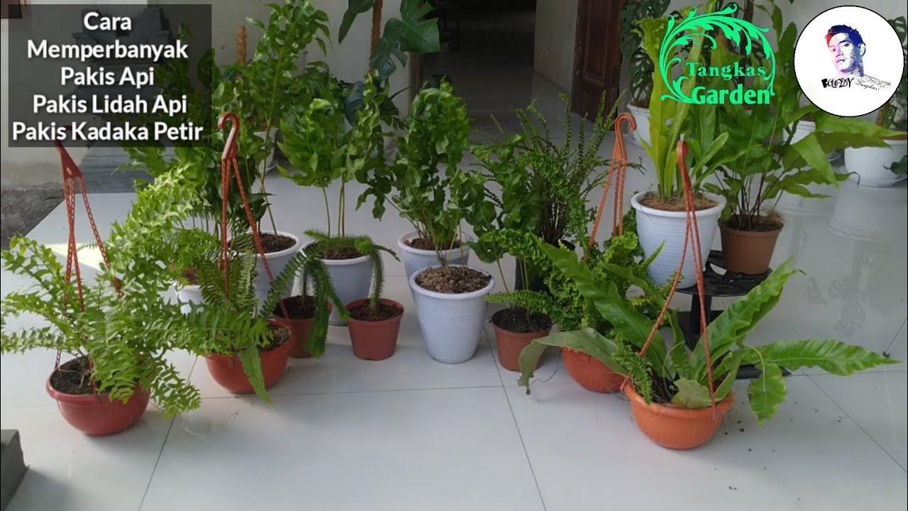 Cara Memperbanyak Pakis Api atau Pakis Lidah Api atau Pakis Kadaka ...