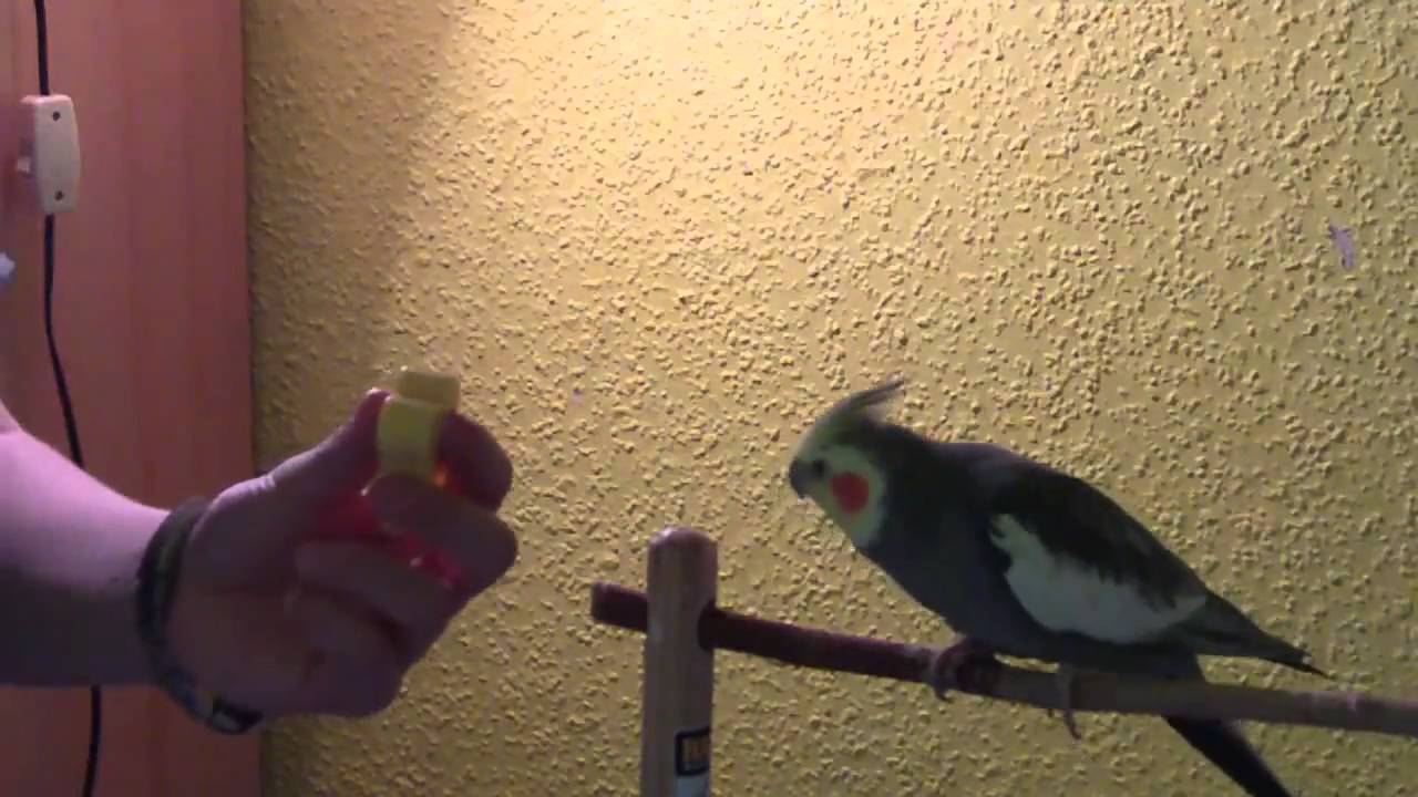 Cockatiel-Paputa Clicker - YouTube