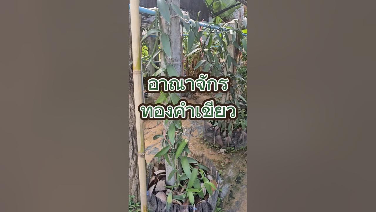 อาณาจักรทองคำเขียว วานิลลา Vanilla ต้นวานิลลา ปลูกวานิลลา วนิลา