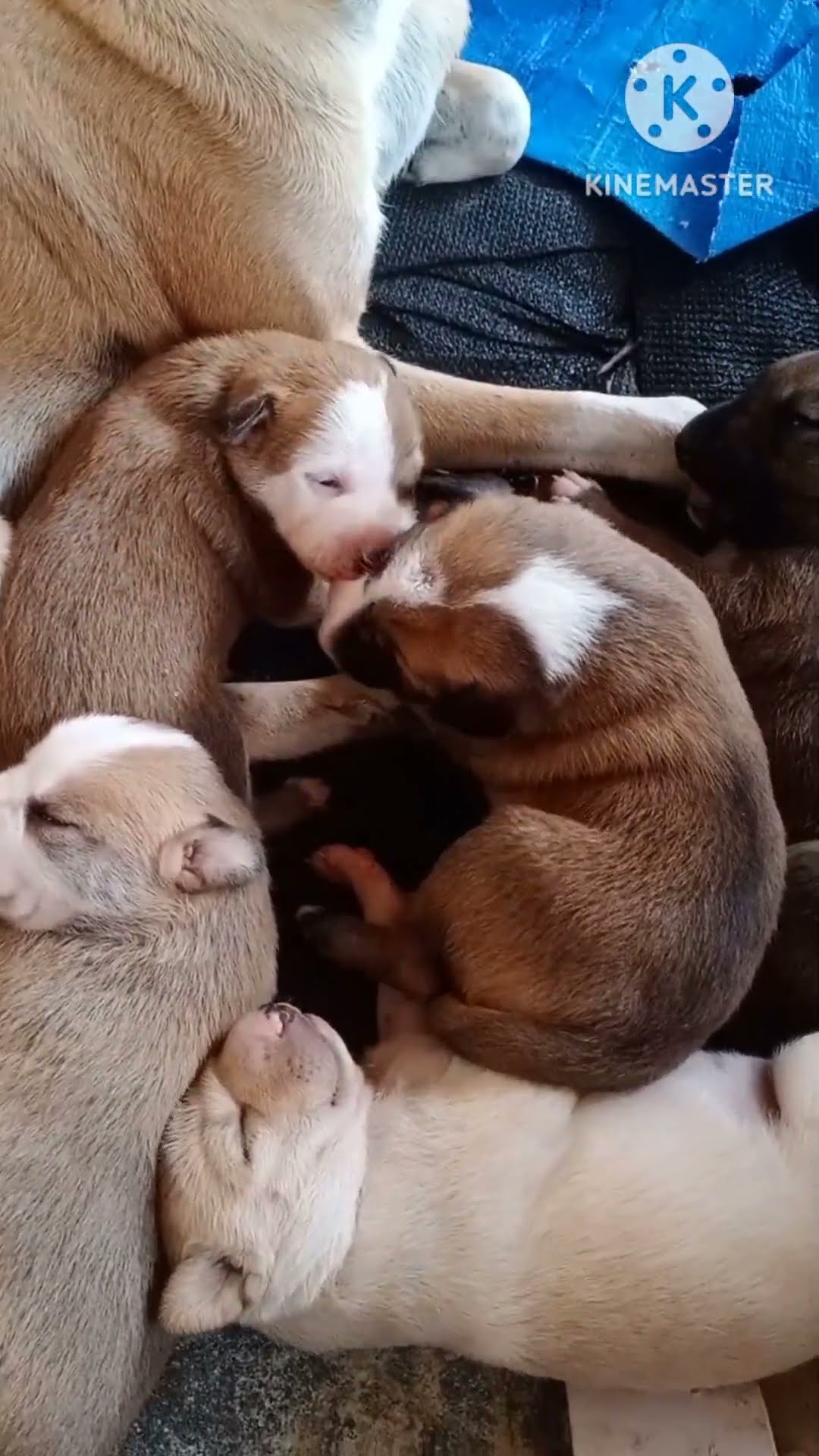 Kukuru chua dudho piyo chonti #dog #doglover - YouTube