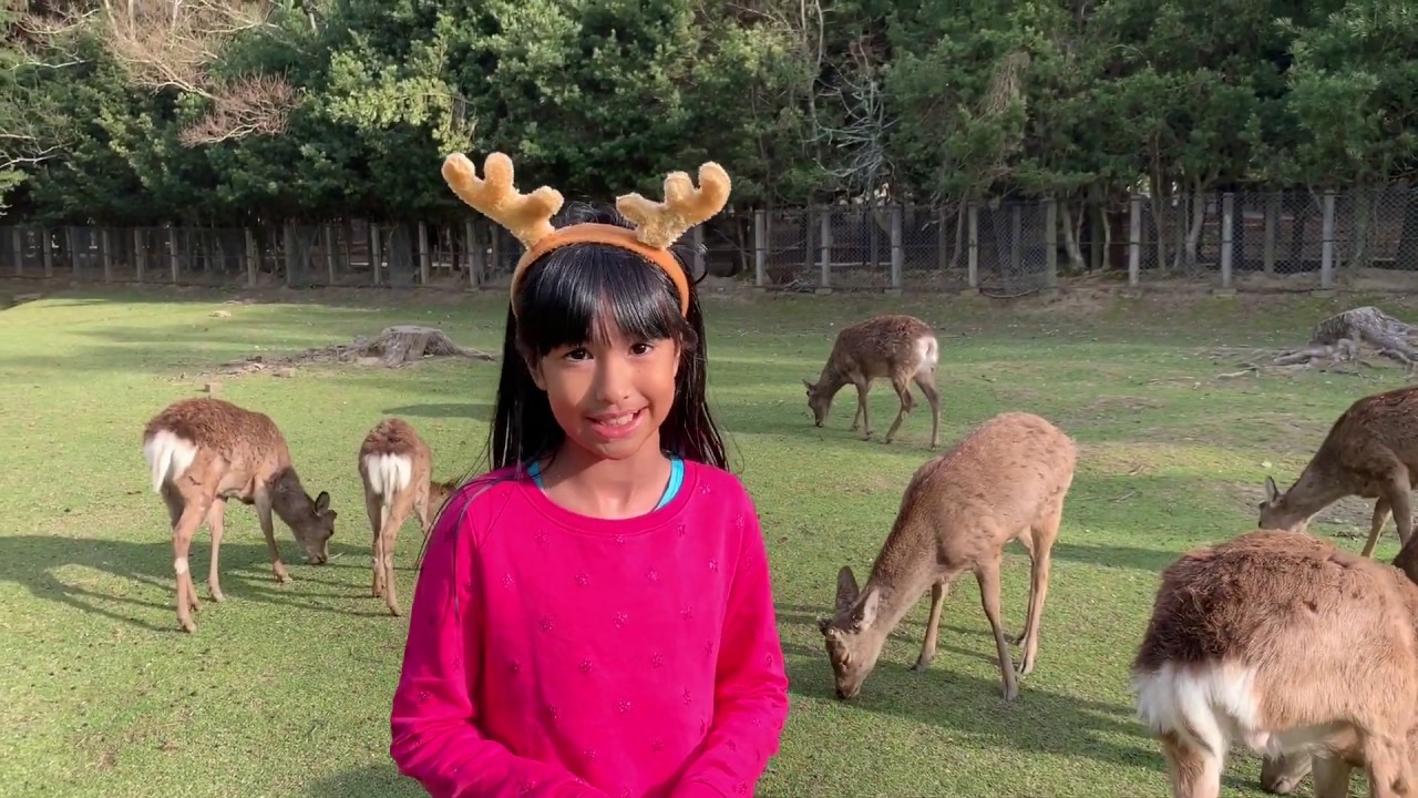 LVS - Deer Bowing in Nara Deer Park | Lira and Vega Show - YouTube