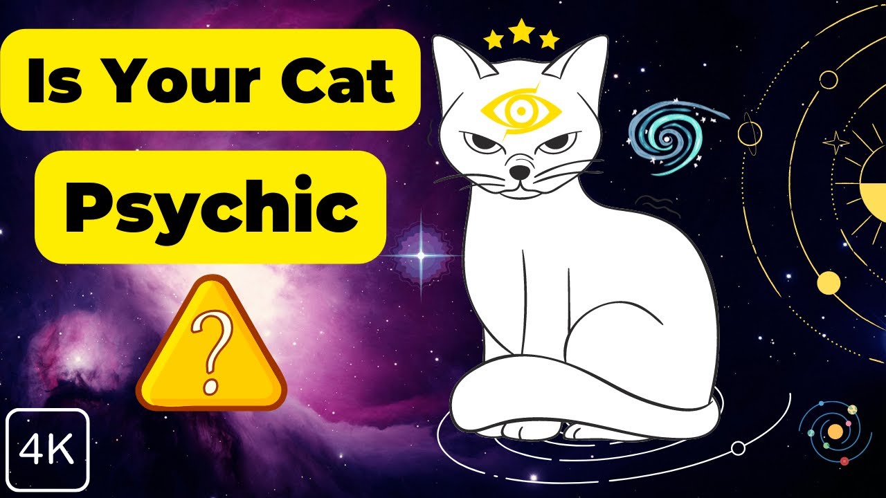Psychic Abilities of Cats | Cat Behavior | Funny Cats | Cat Videos ...