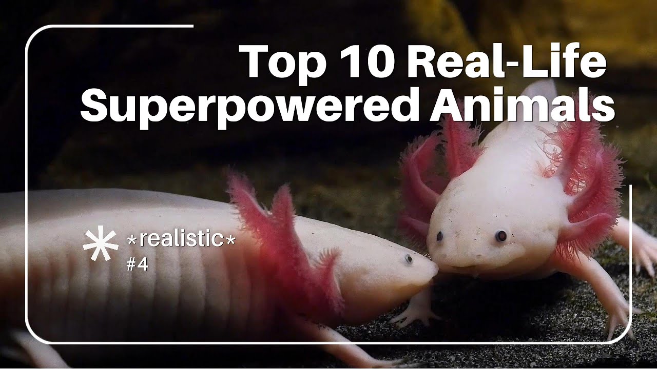 10 REAL-LIFE Animals with Superpowers?! You Gotta See This! 🐙⚡# ...