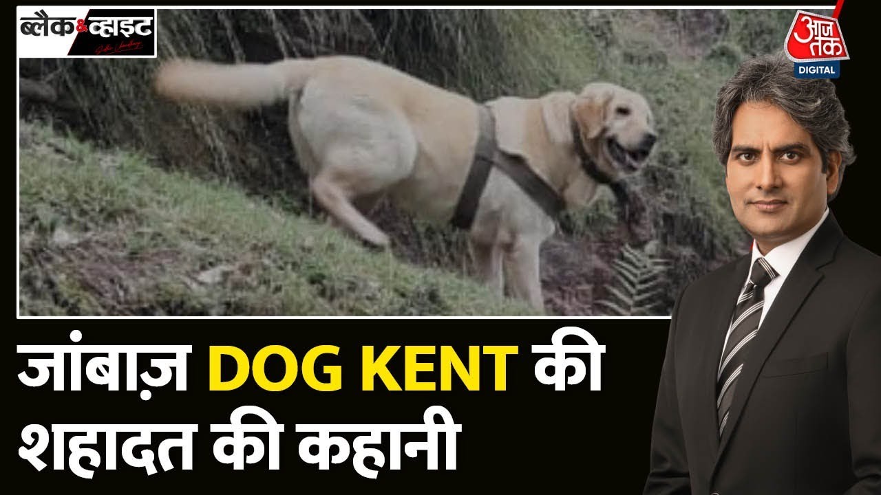 Black and White: भारतीय सेना के Female Labrador Dog Kent हुआ शहीद ...