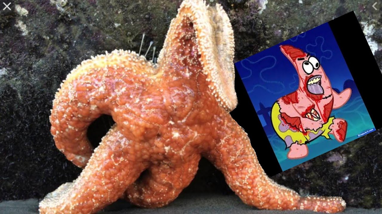 the starfish zombie apocolypse - YouTube