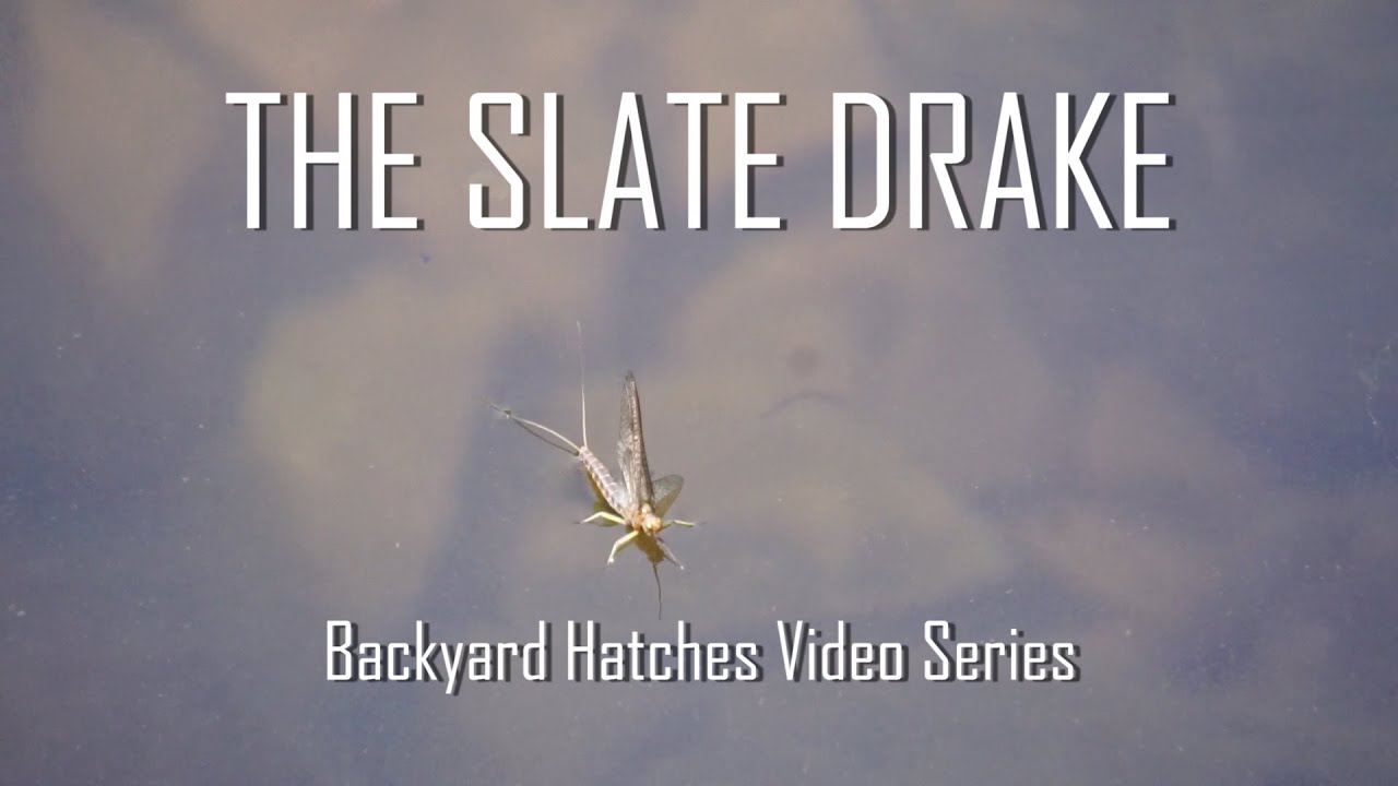 The Slate Drake | Backyard Hatches Video Series - YouTube