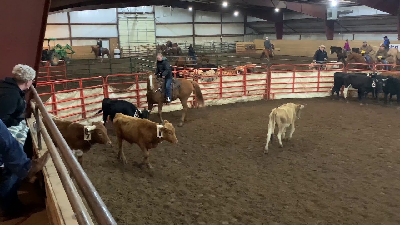 Sorting cattle with “Señor” - YouTube