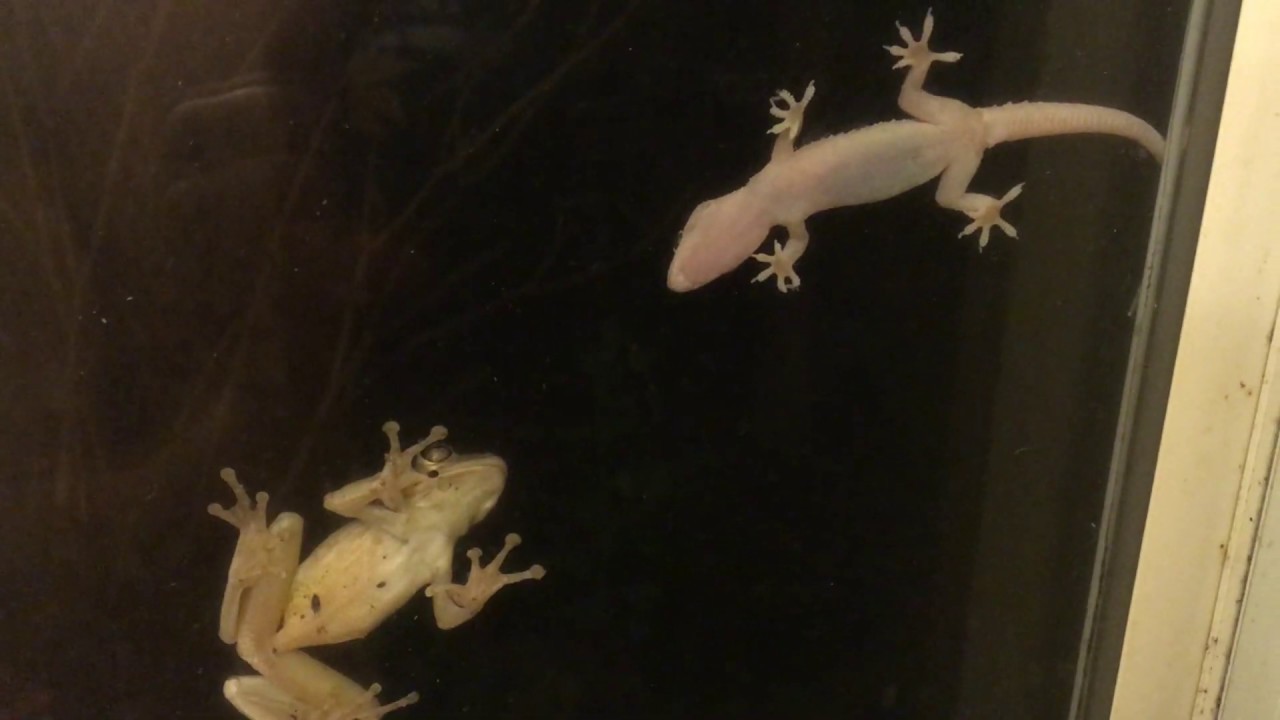 Cuban Tree Frog vs Mediterranean Gecko - YouTube