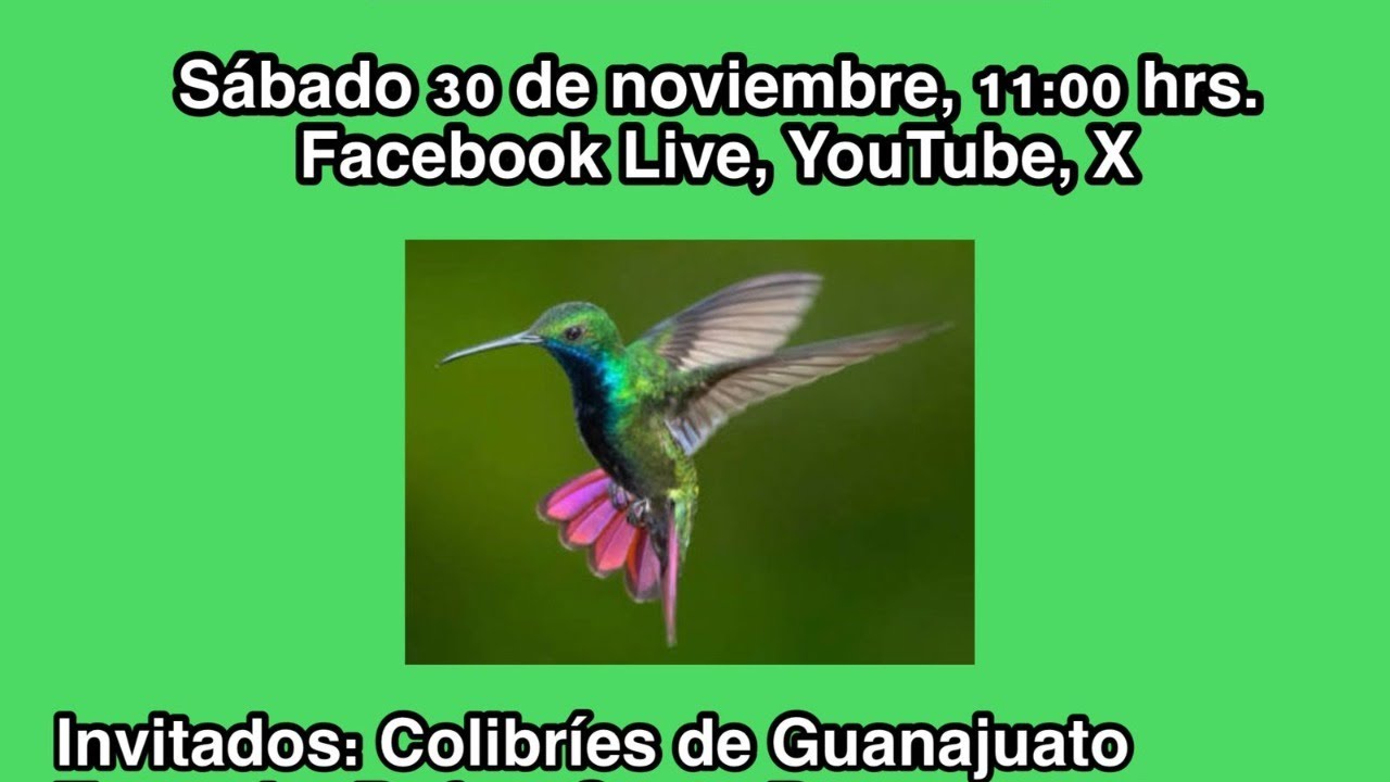 OCdG La Bufa y Sata Rosa no se tocan. Observaciones y objeciones al ...