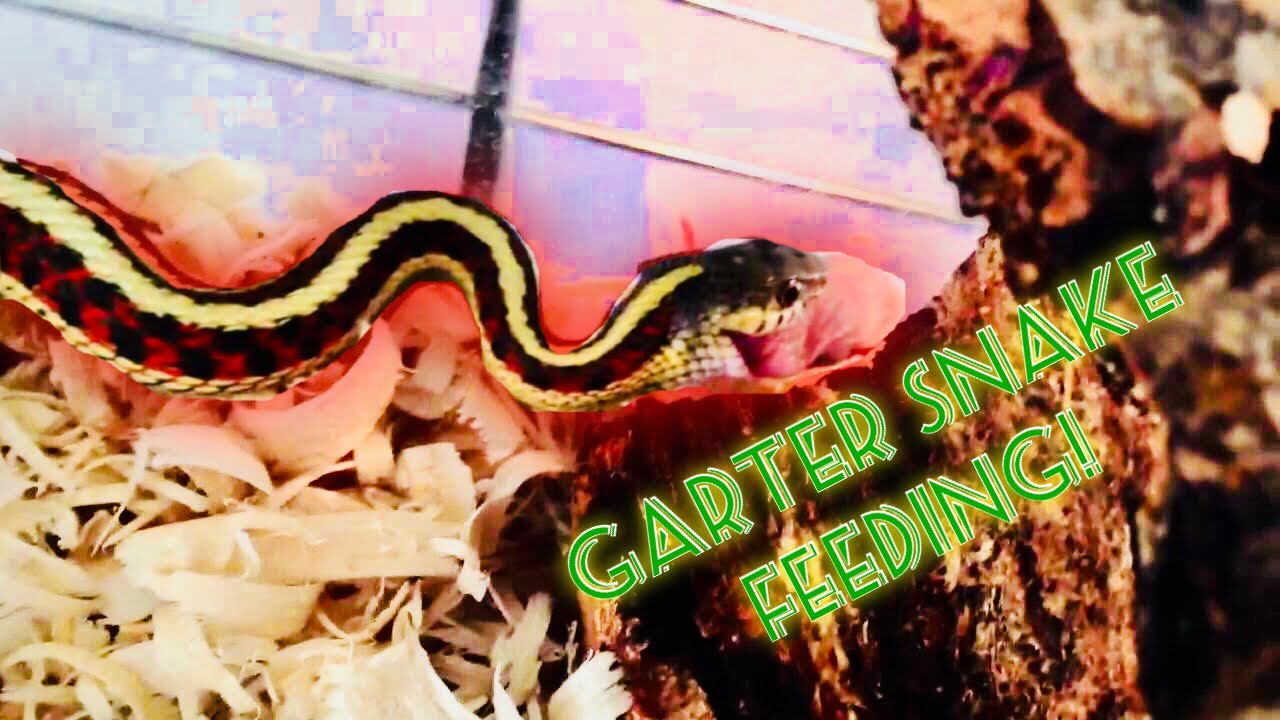 Garter Snake Feeding Video - YouTube