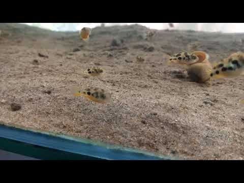 Popular Freshwater & Brackish Puffer Fish Types (with Pictures)