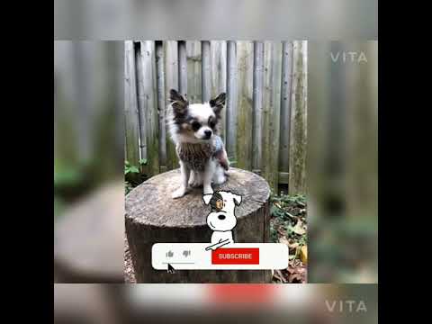 Richard tries gravy *not clickbait* #richardthechihuahua #amok #rouge #chihuahua