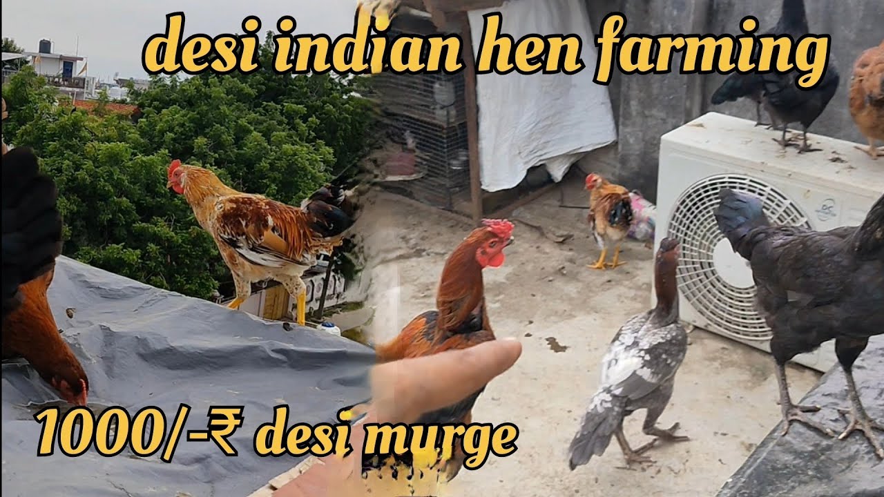 Desi indian hen farming 1000/-₹ desi murgy😱 - YouTube
