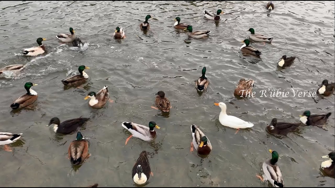 Duck - Lots of Ducks - YouTube