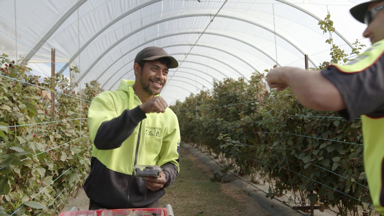 Berry Road Raspberry and Blackberry farm in Caboolture - YouTube