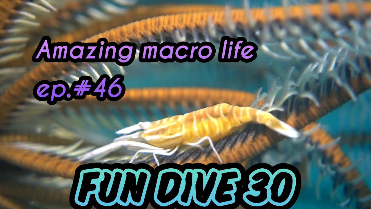 Amazing macro life ep.#46(Fun Dive 30)Scuba diving,Oceanesse I.D - YouTube