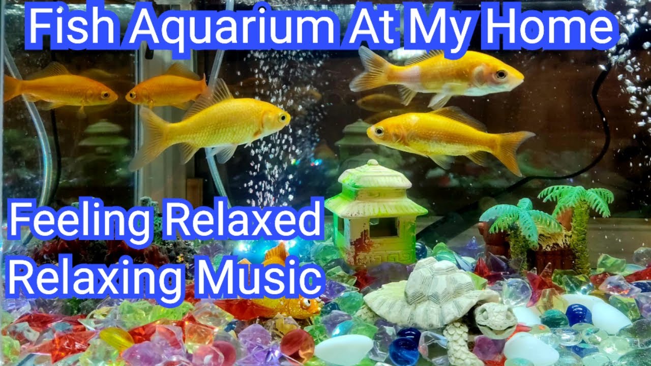 Fish Aquarium At My Home | Feeling Relaxed | Relaxing Music | Aarzo ...