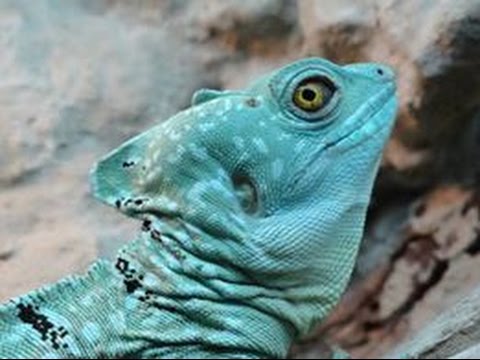 BASILISCO PLUMIFRONS - YouTube