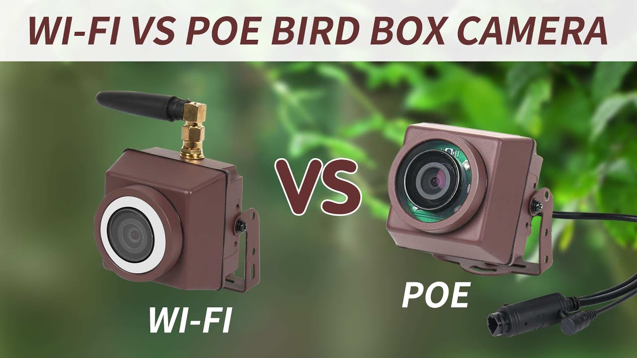 Wi-Fi VS. PoE Bird Box Camera - Which One Is Right for You? - YouTube