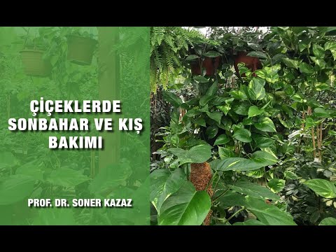 Çiçeklerde Sonbahar ve Kış Bakımı, Winter Care of Indoor Plants, Kış Bakımında Püf Noktalar