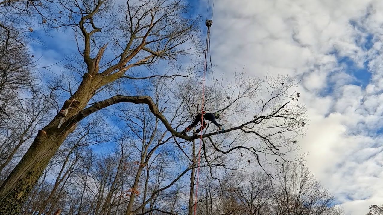Oak climb, crane rigging - YouTube
