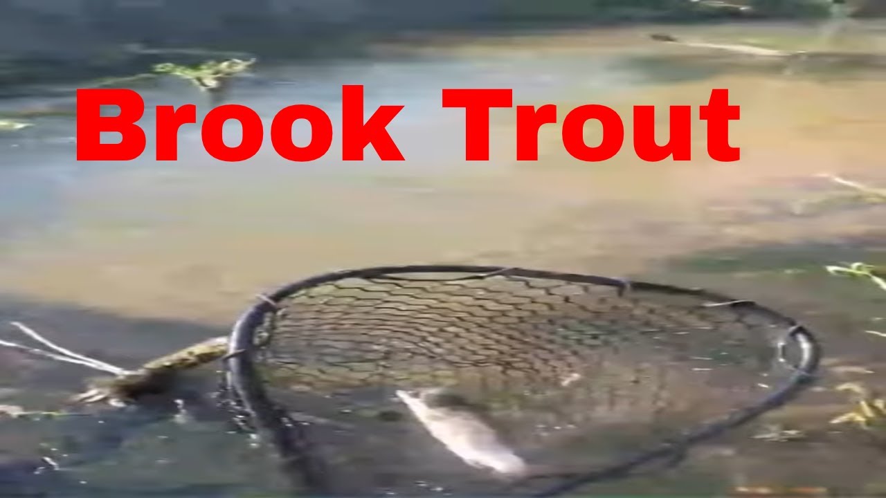 Wisconsin Trout Fishing in Wisconsin American Trout Fishing Wisconsin ...