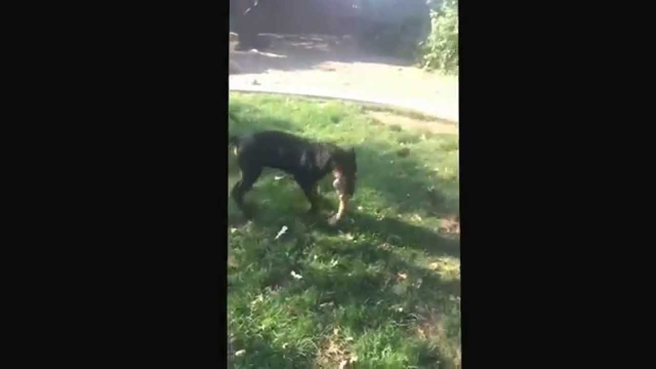 PARKER 6 mo Rottweiler and Weimaraner mix - YouTube