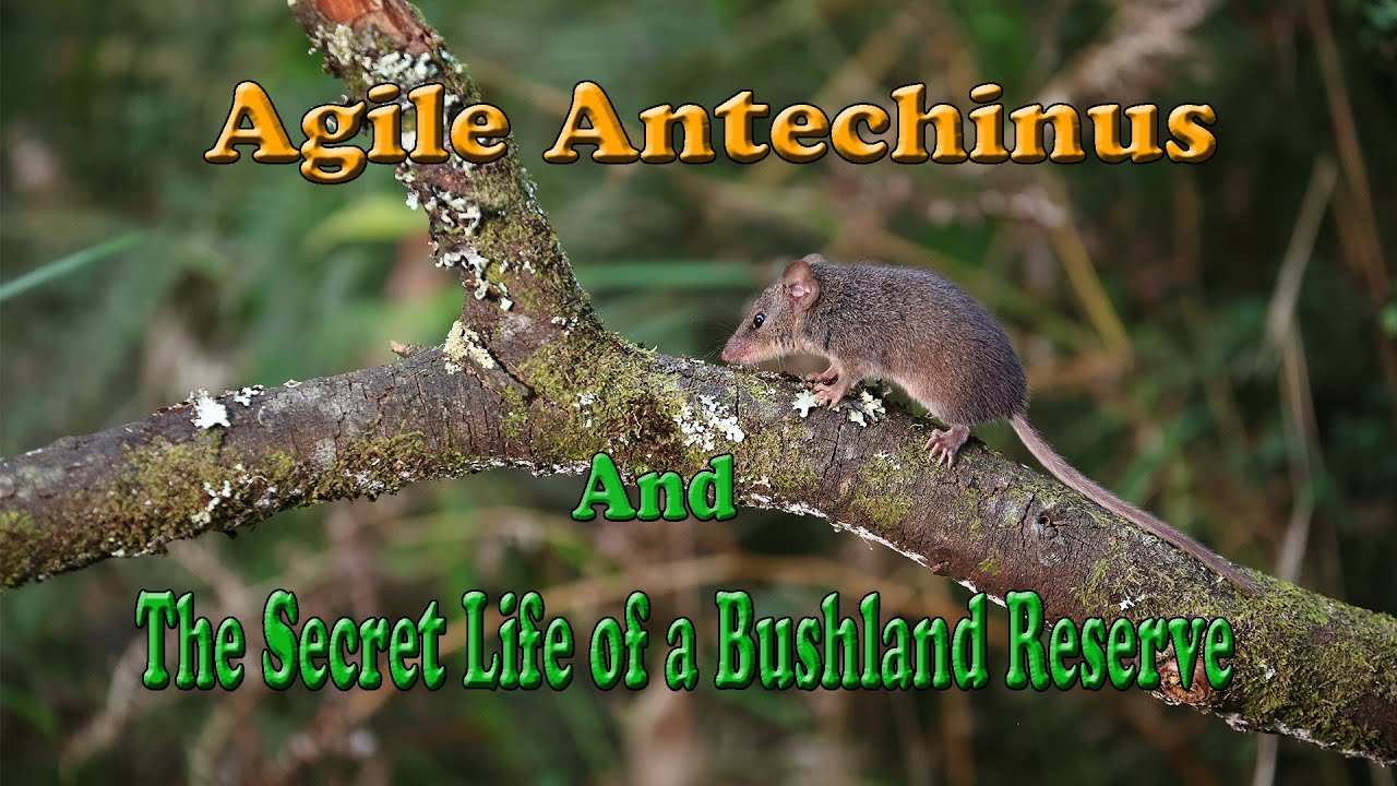 All you need to know about the Agile Antechinus + Q&A - YouTube
