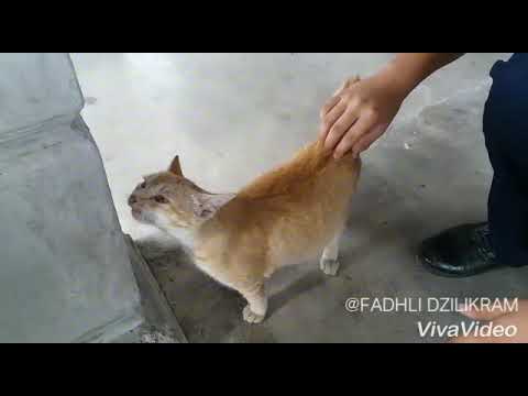 WHEN CAT GET BACK TICKLE