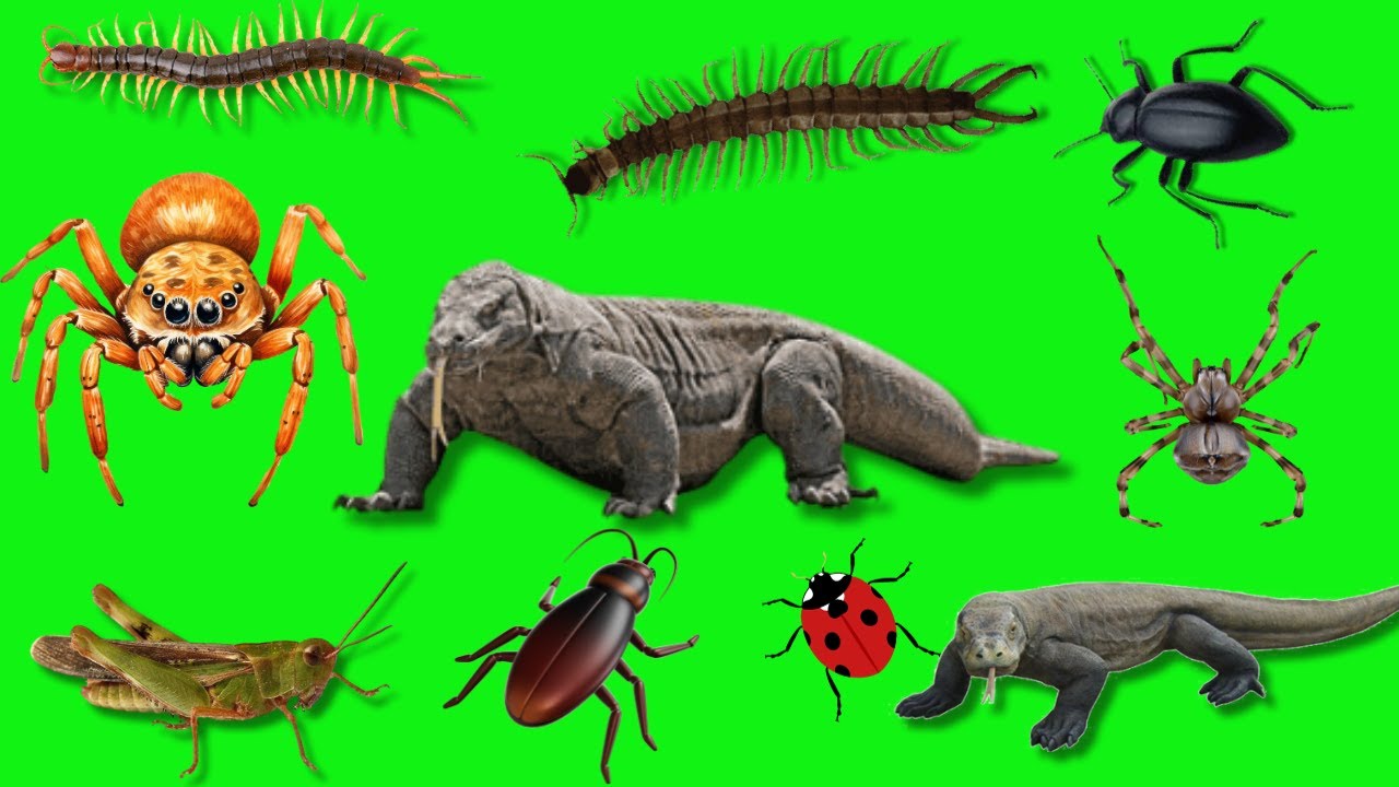 Green Screen Insects video |#greenscreen - YouTube