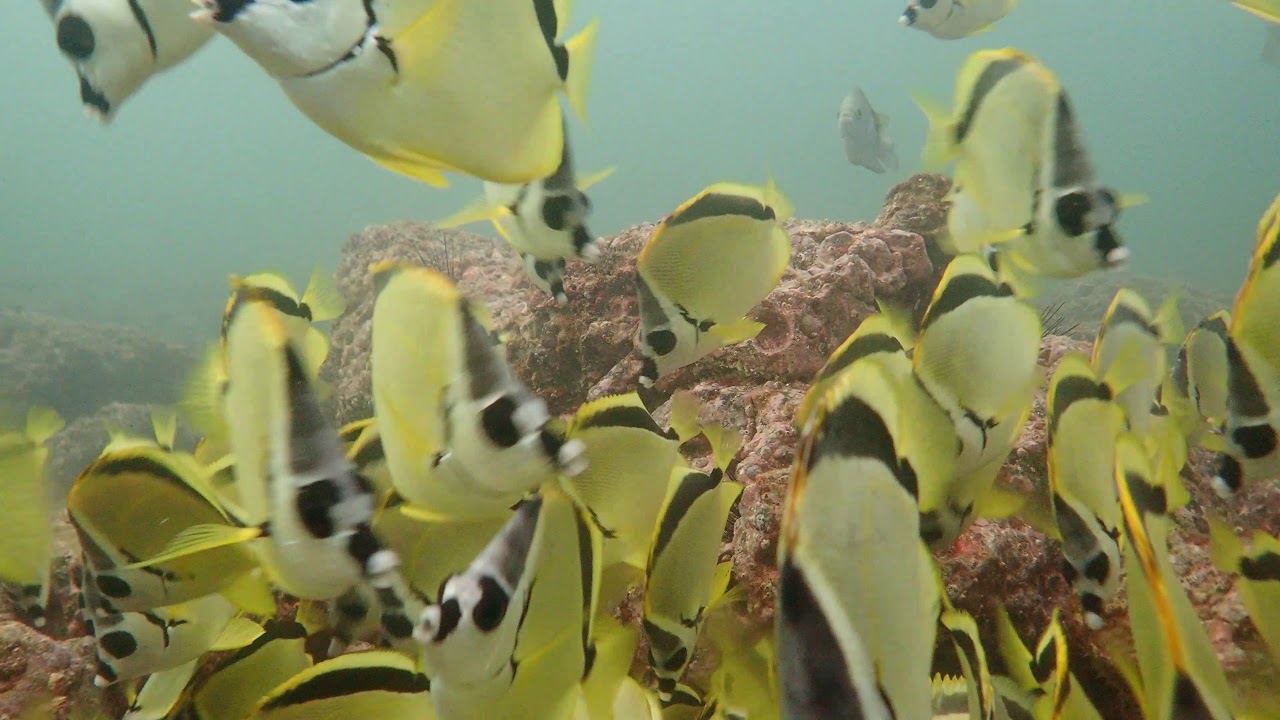 Barber Fish Feeding Frenzy - YouTube