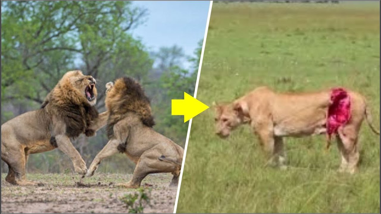 Lion Vs Lion - The lion kings fight each other over the lioness and ...