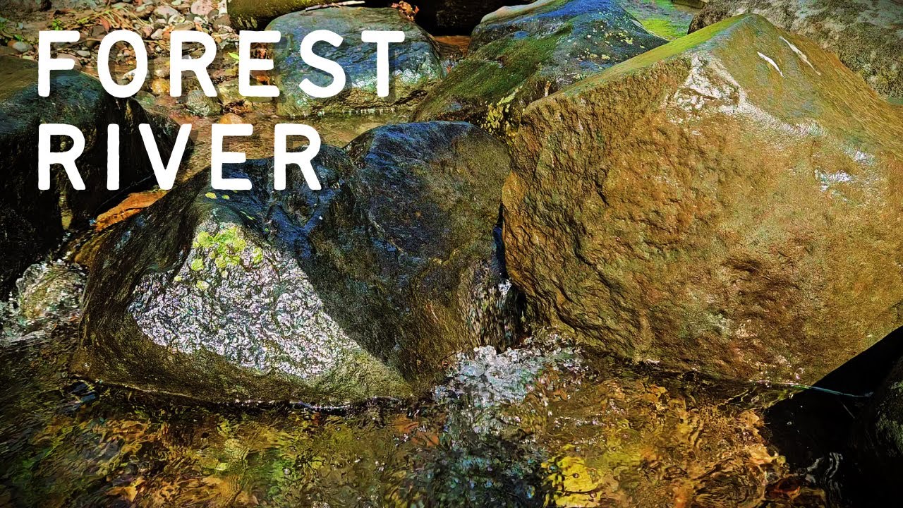 Gentle Forest Stream Sounds ~ Peaceful Water Flow & Relaxing Nature ...